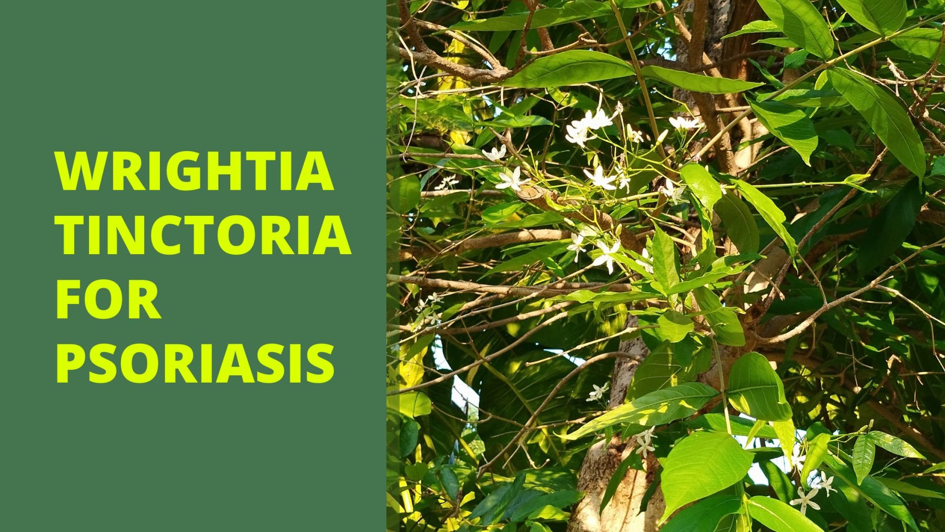 Healing Properties of Wrightia Tinctoria for Psoriasis